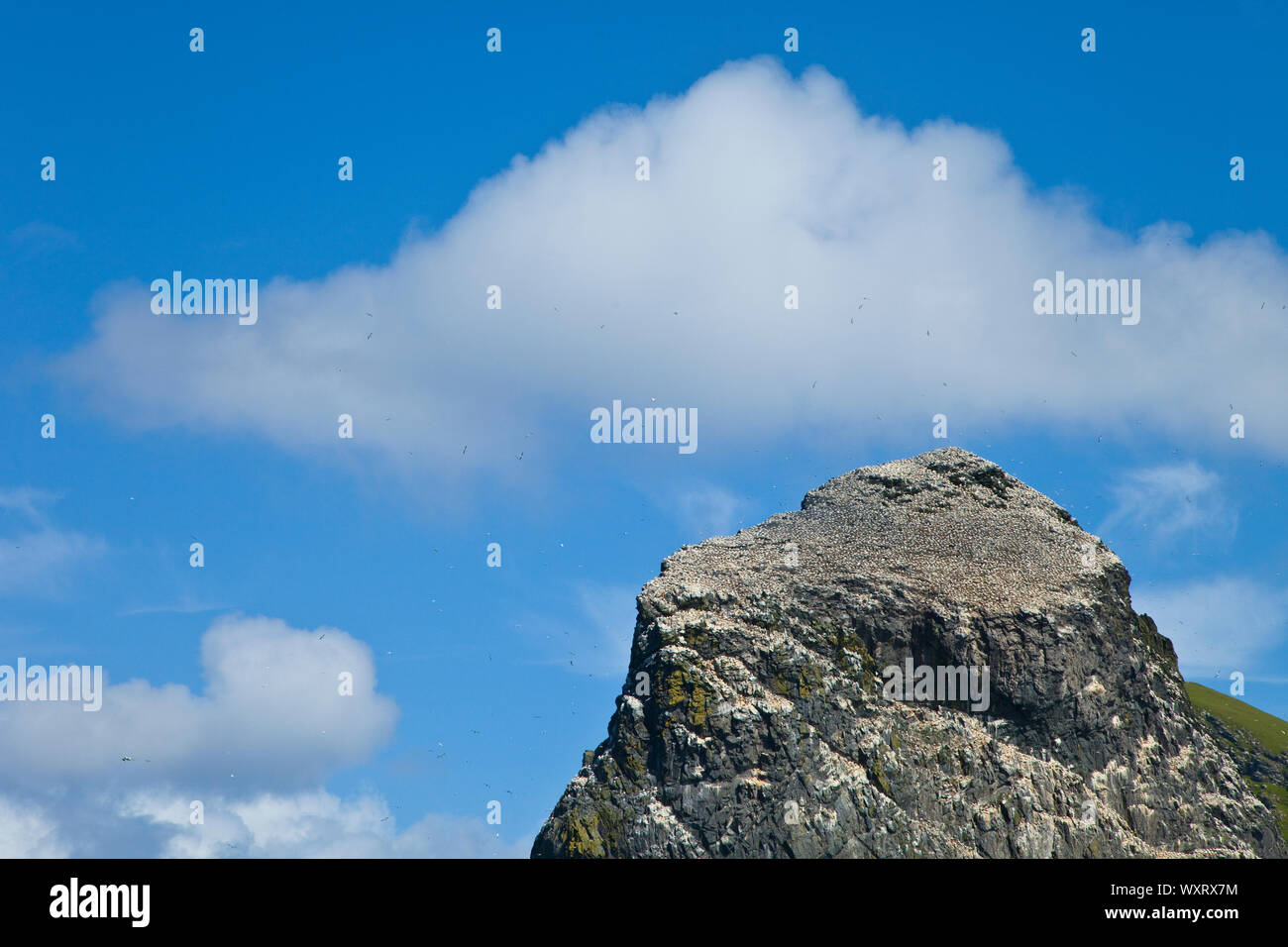 Islas Stac Lee. Colonia de alcatraz atlántico. Archipielago St. Kilda ...