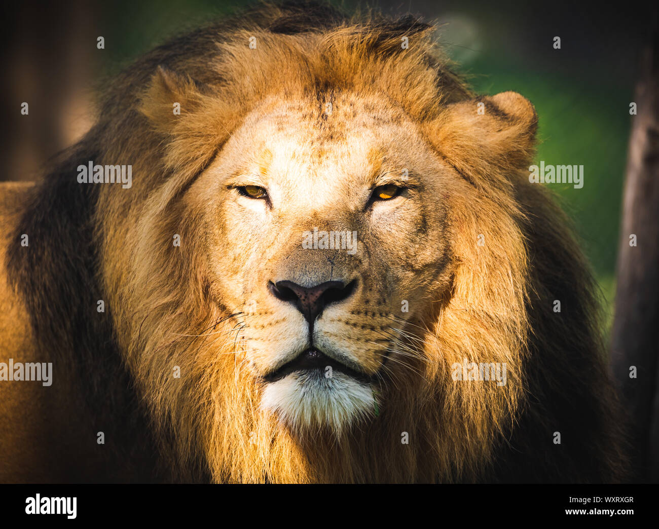 Lion male in zoo Austria Styria Herberstein tourist destination autumn ...