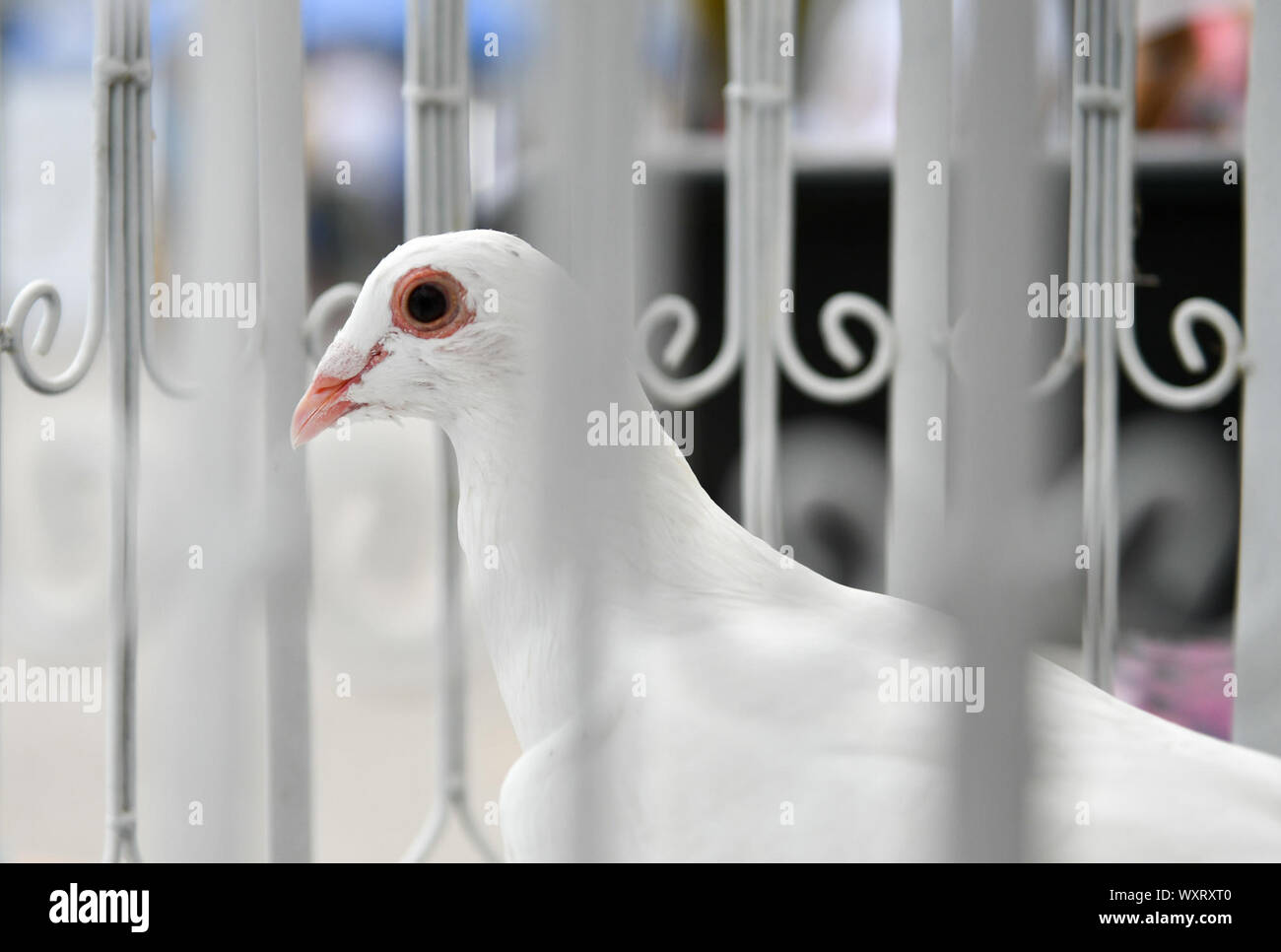 Belgian cage hi-res stock photography and images - Alamy