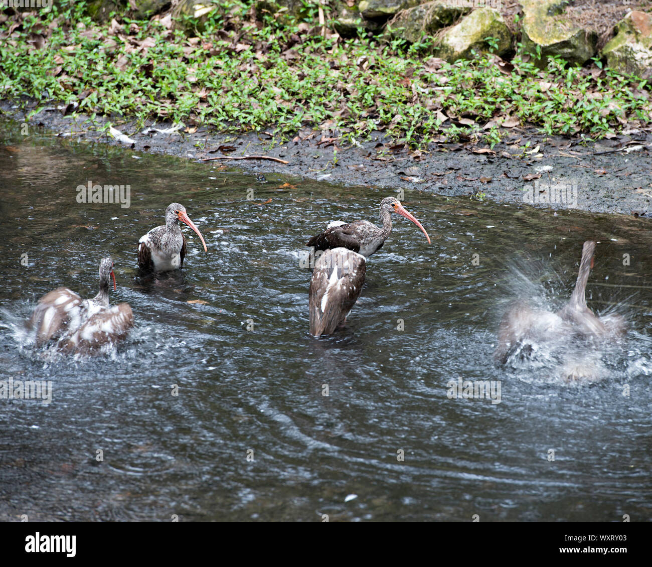Curved bill birds hi-res stock photography and images - Alamy