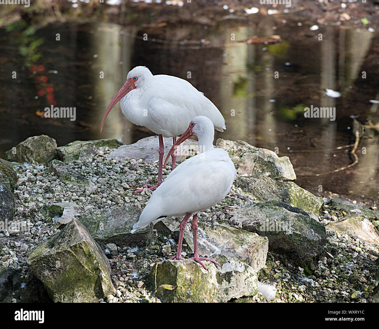 White Ibis adult couple bird by the water in their environment and ...