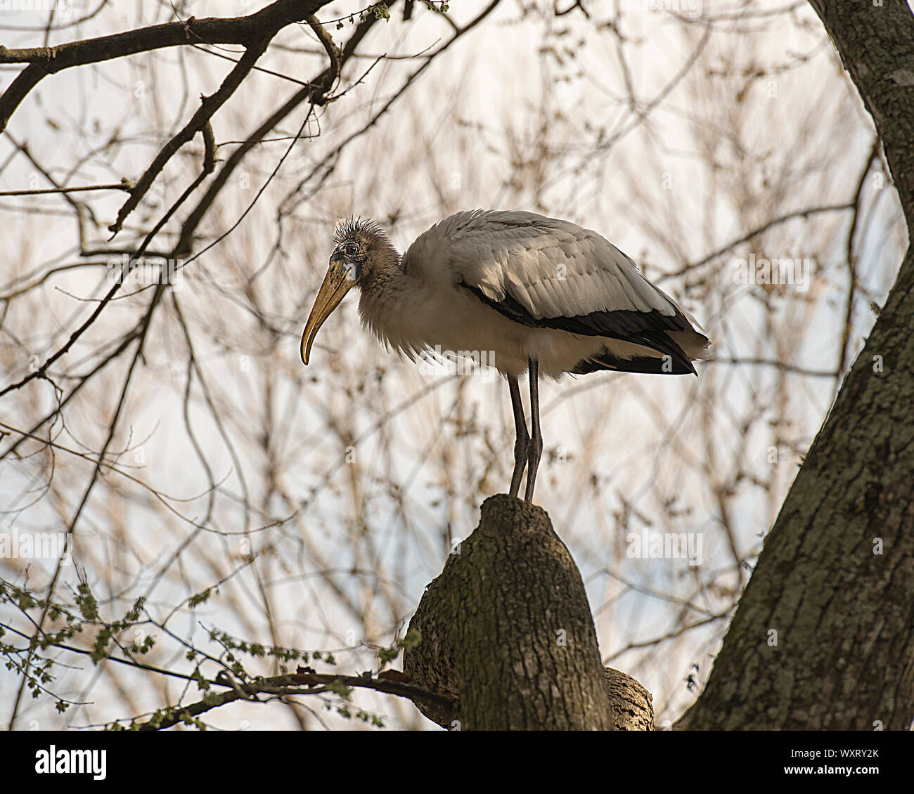 Wood Stork bird juvenile perch in its surrounding and environment Stock ...