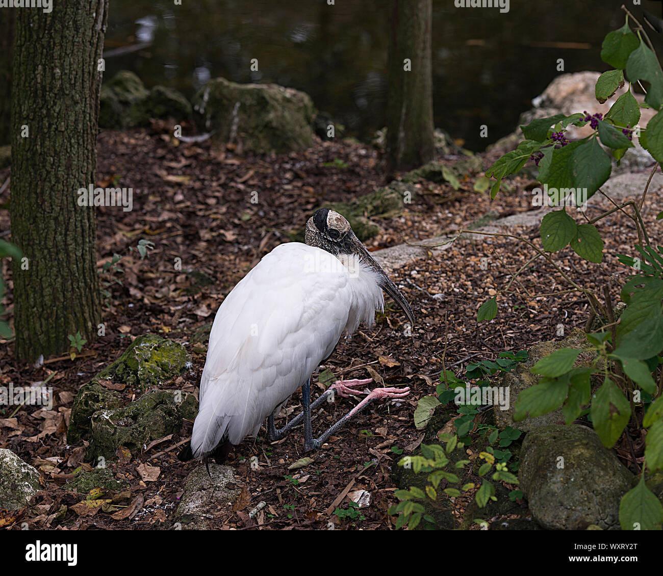 Wood Stork adult bird resting on the ground with a nice foliage in its ...