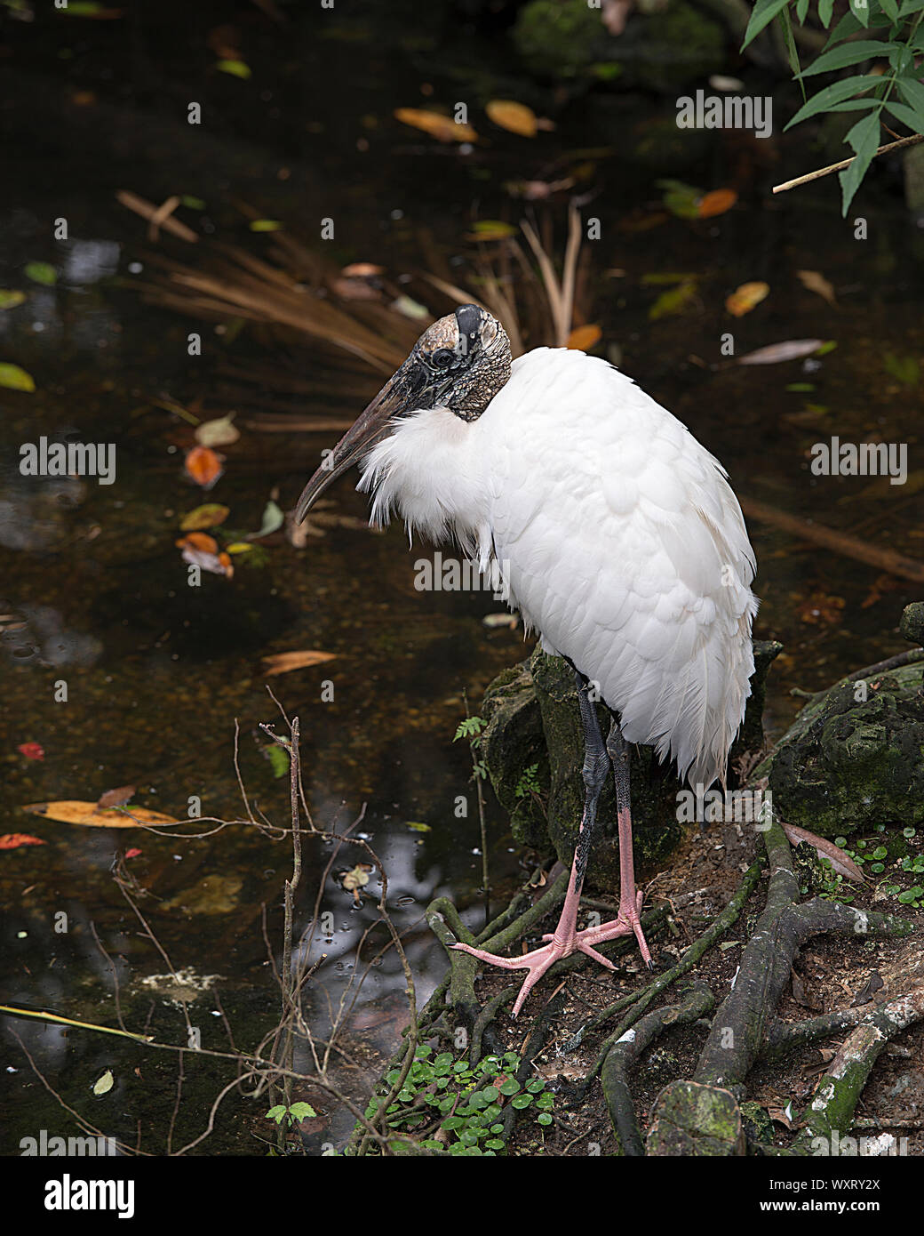 Wood Stork adult bird by the water with a nice background of green ...