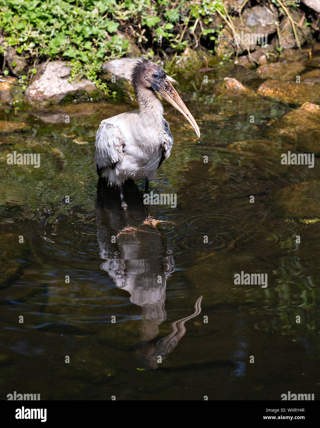 Wood Stork bird in the water with a beautiful reflection and a nice ...