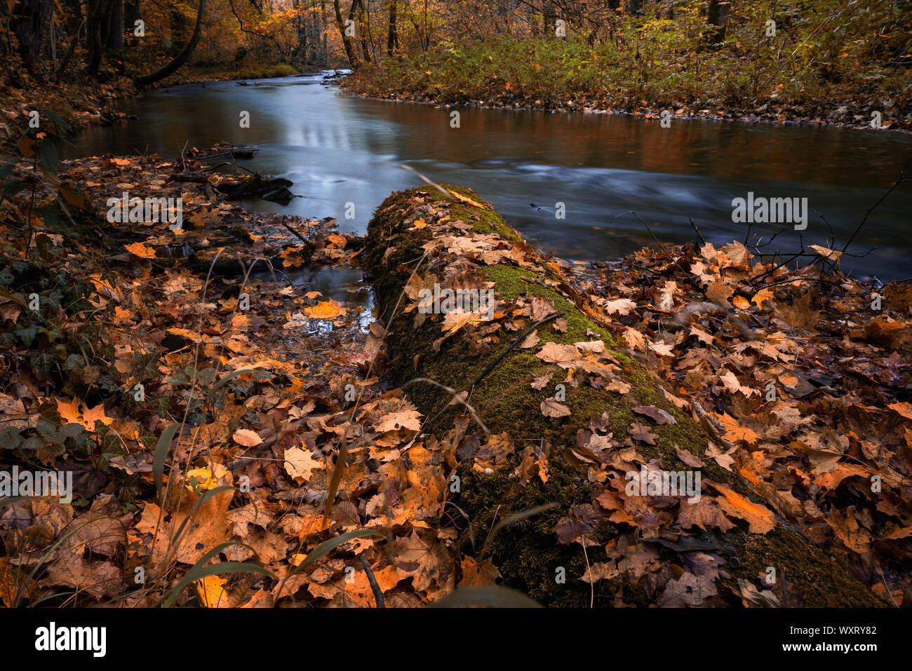 River in the woods in autumn Stock Photo - Alamy