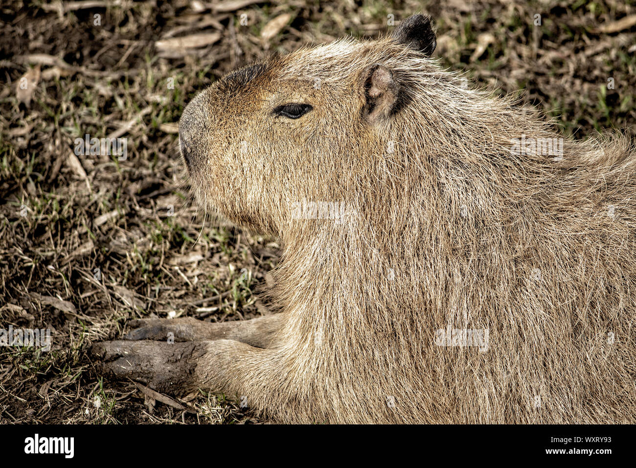 Capybara. Partial body shot and laying down and facing left Stock Photo ...