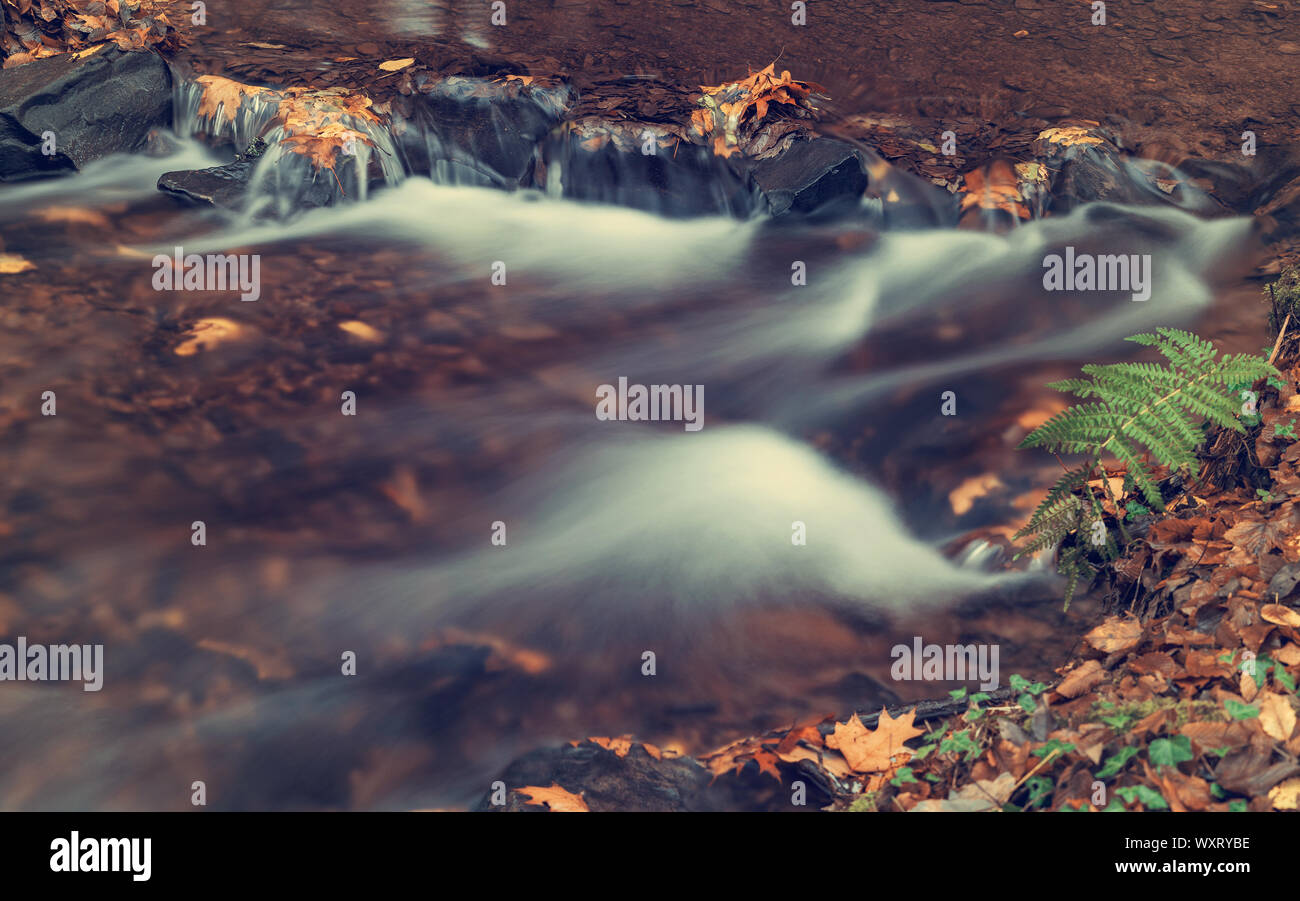 River in the woods in autumn Stock Photo - Alamy