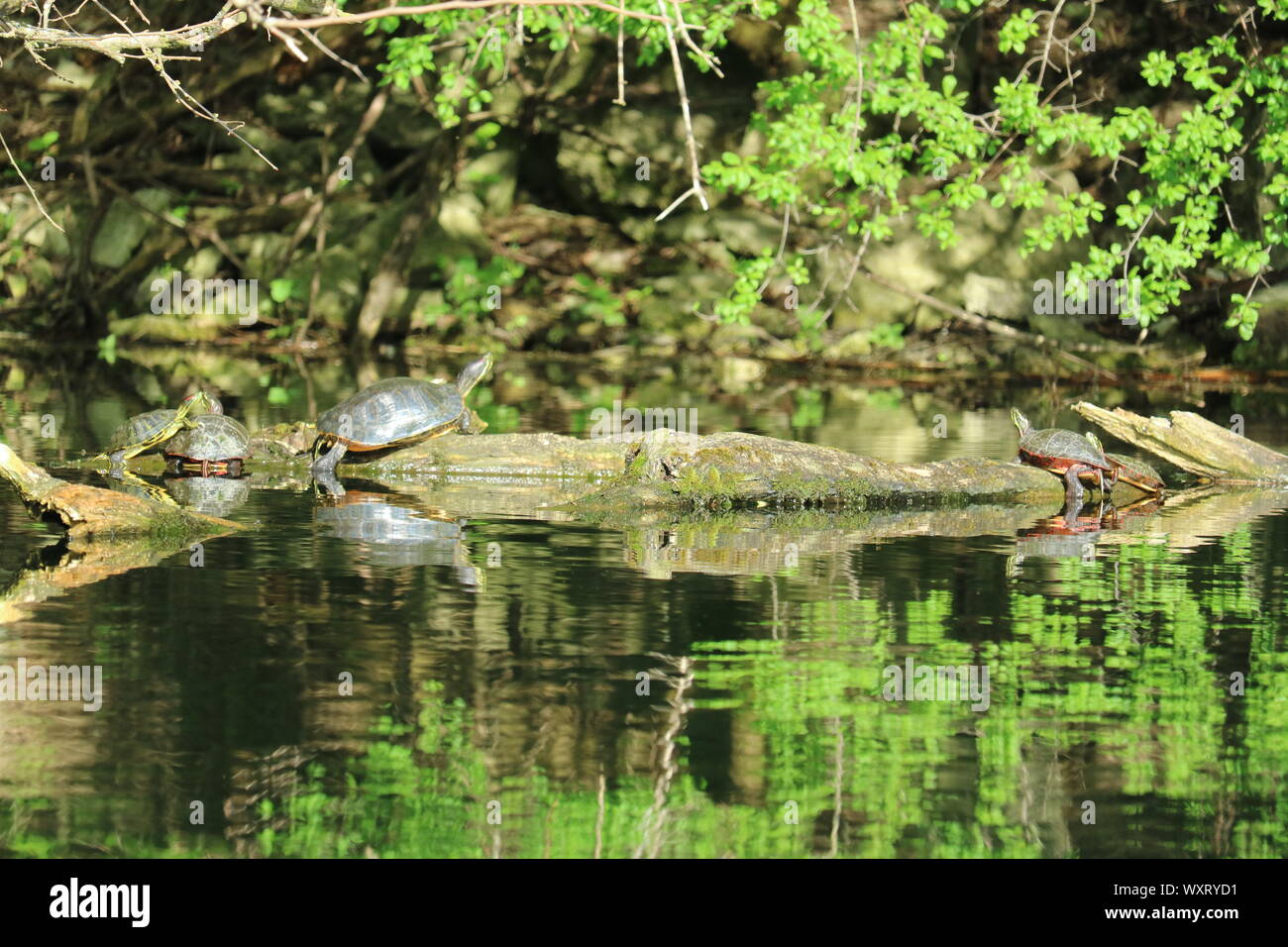 Lazy turtles hi-res stock photography and images - Alamy