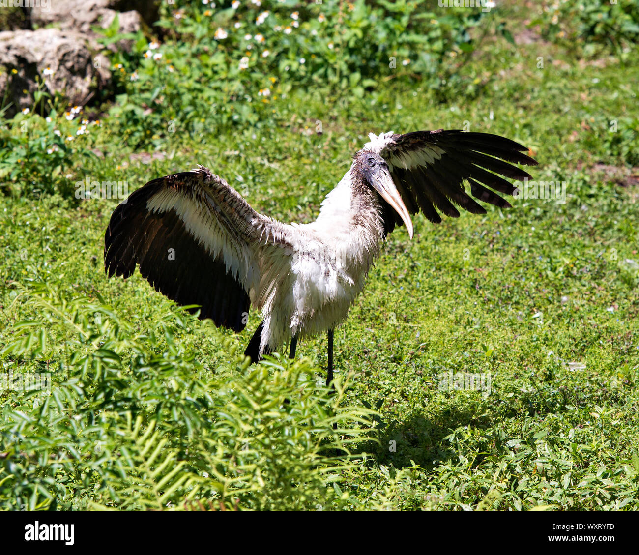 Wood Stork immature bird on the ground with green grass with its spread ...