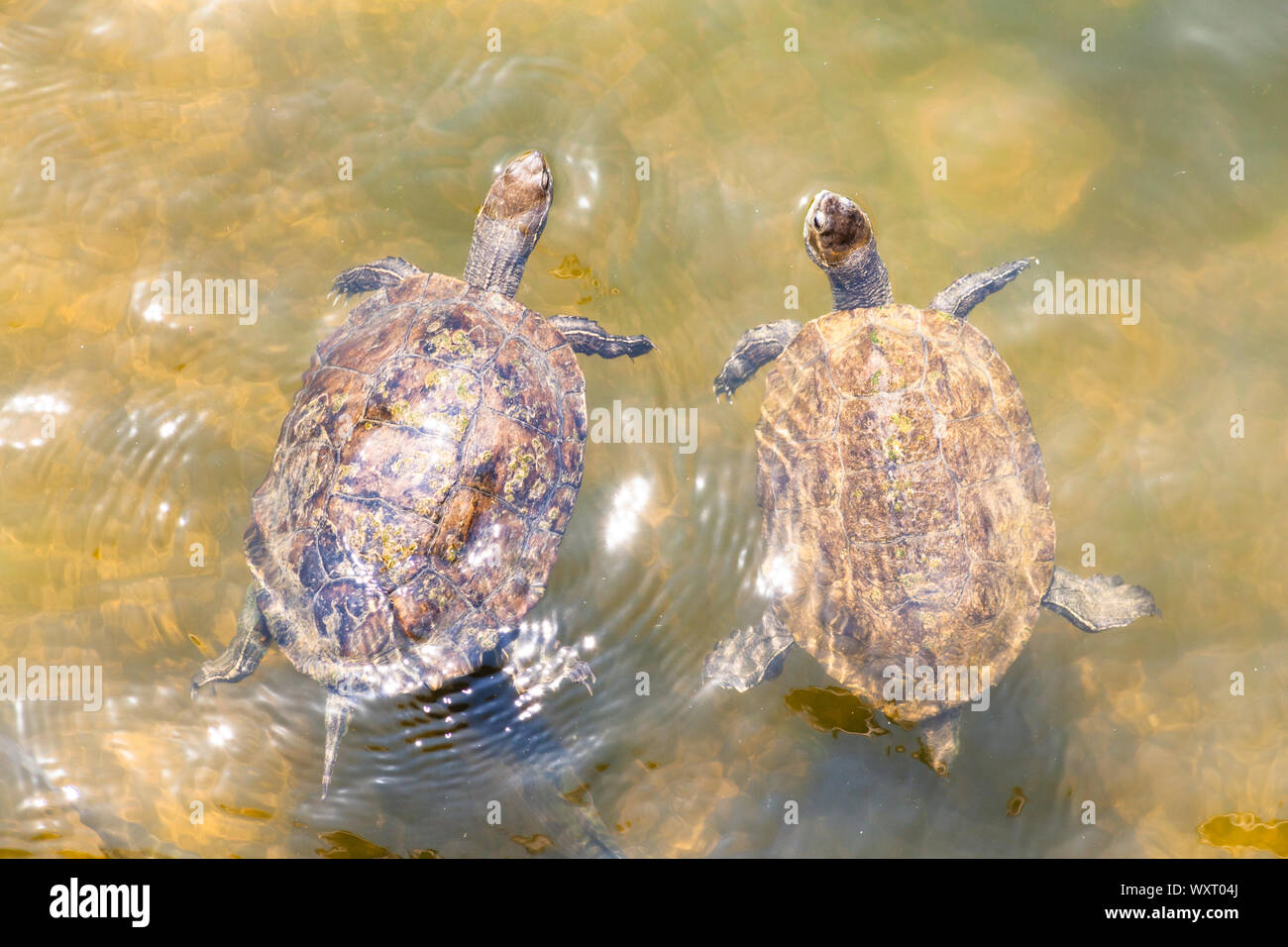 Turtles underwater greece hi-res stock photography and images - Alamy