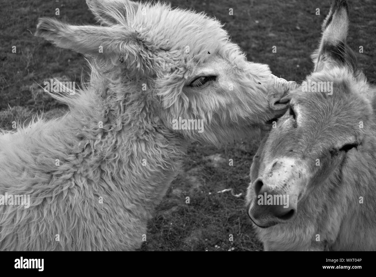 Donkey kissing or grooming another donkey. Black and white Stock Photo ...