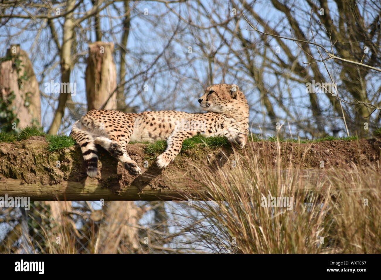Cheetah relaxing at Dartmoor zoo Stock Photo - Alamy