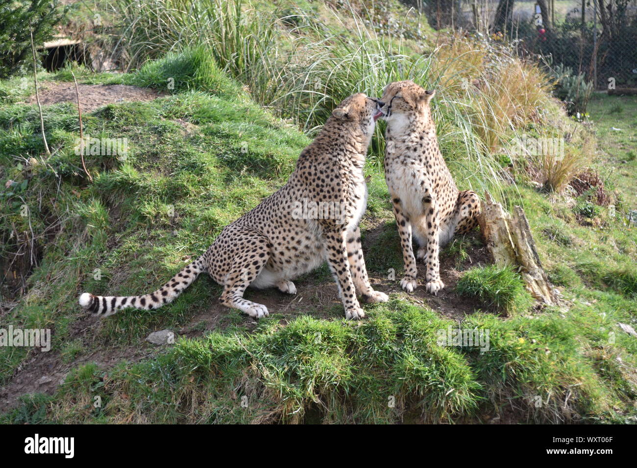 Grooming affectionate cheetahs at Dartmoor zoo Stock Photo - Alamy