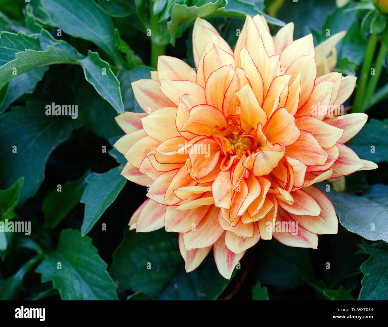 A Dahlia in Full Bloom Stock Photo - Alamy