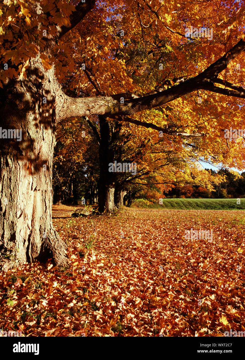 Autumn maple trees in Milton Massachusetts Stock Photo - Alamy