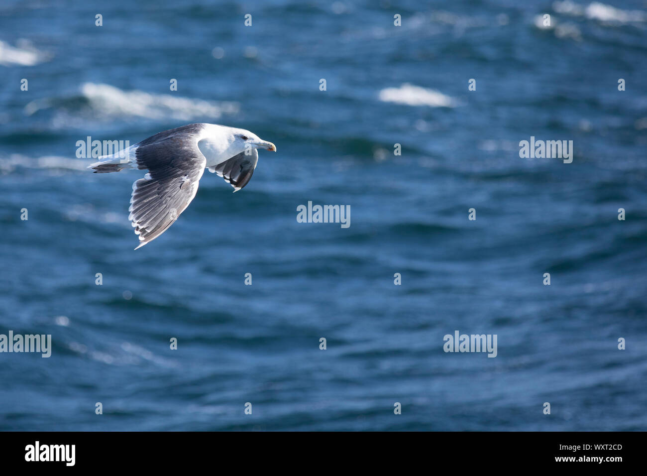 Atlantic ocean birds hi-res stock photography and images - Alamy