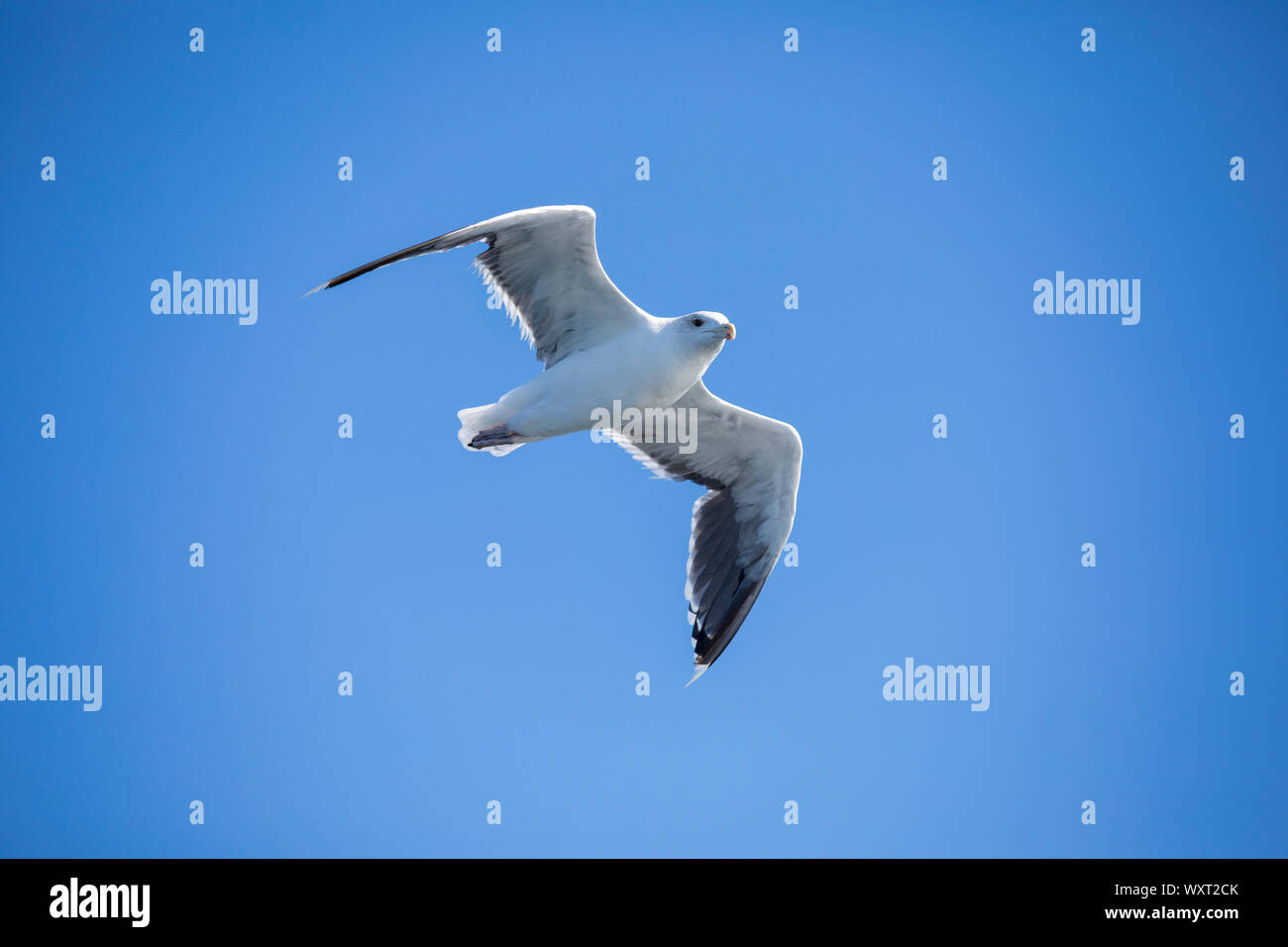 Gull in flight in blue sky over the North West Atlantic Ocean ...