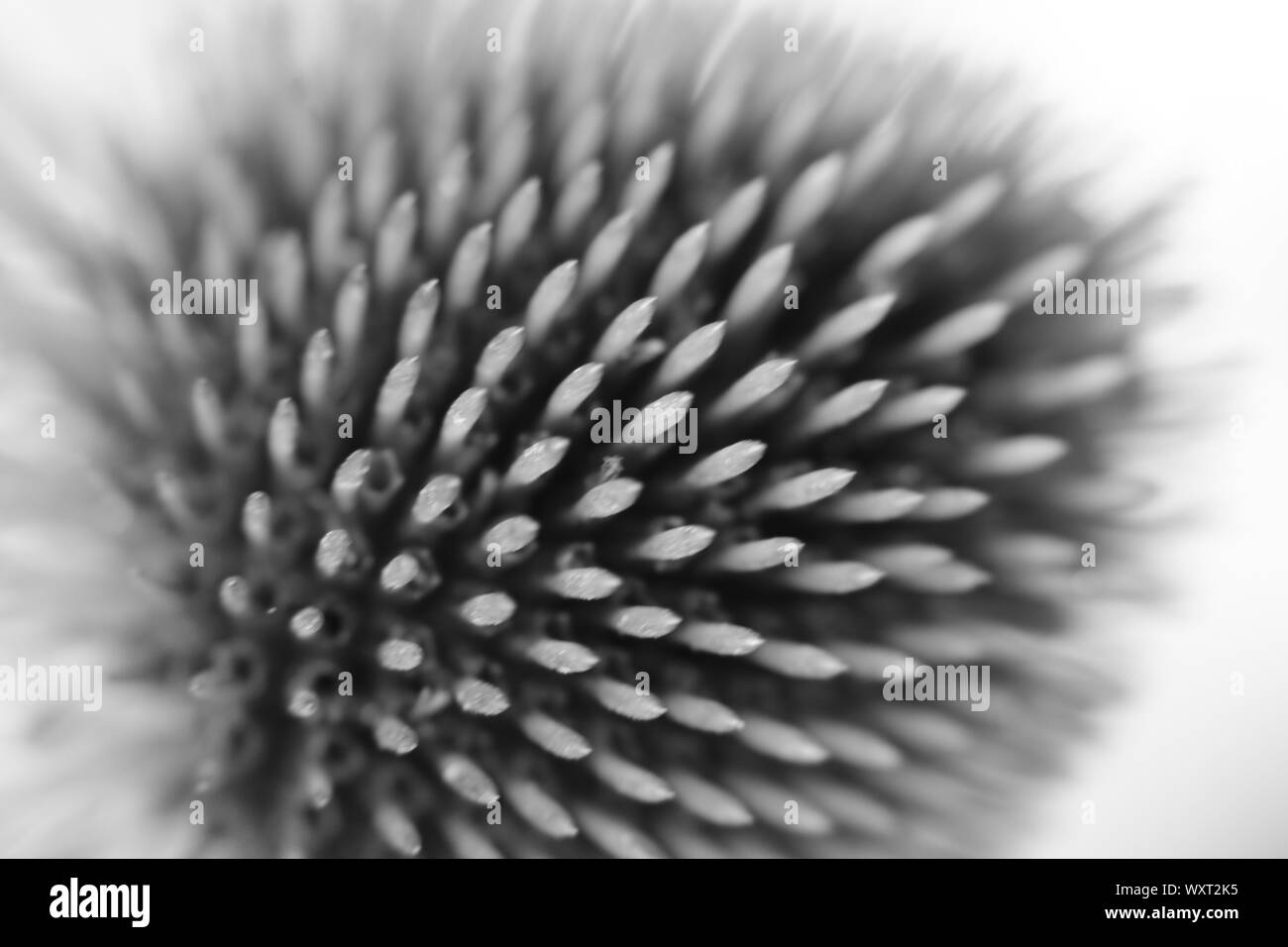 Close up of coneflower center in black and white Stock Photo - Alamy