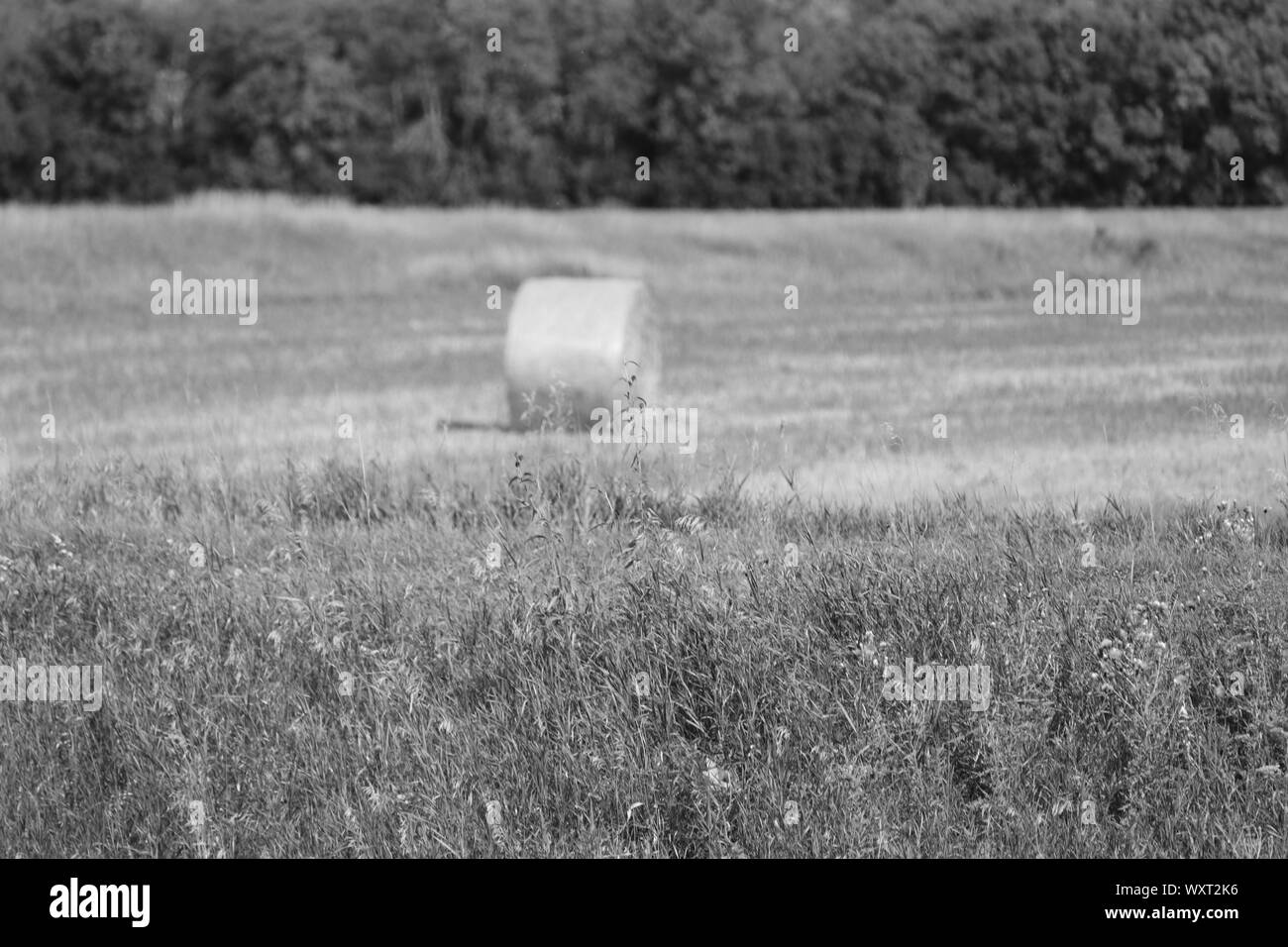 Black hay bale hi-res stock photography and images - Alamy