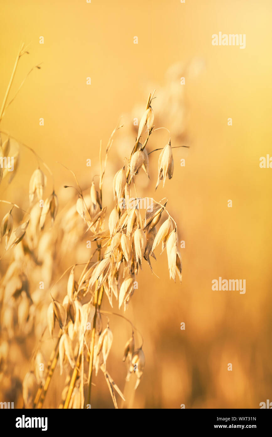 Golden oat field at sunset, agricultural background with copy space ...