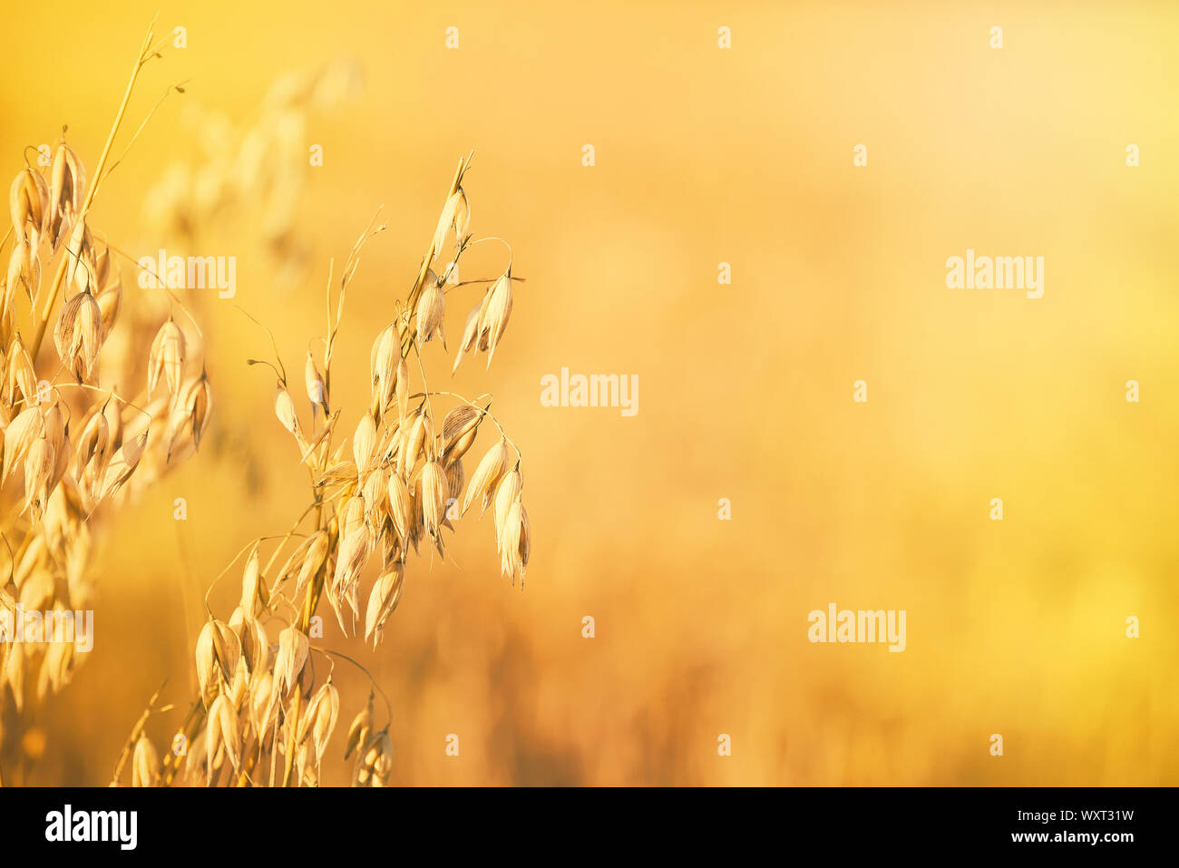 Golden oat field at sunset, agricultural background with copy space ...