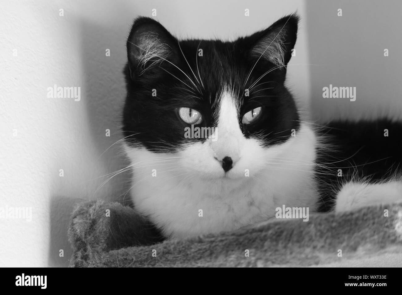 Ace cats hi-res stock photography and images - Alamy