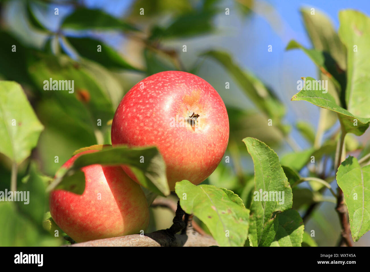 Red apple close up Stock Photo - Alamy