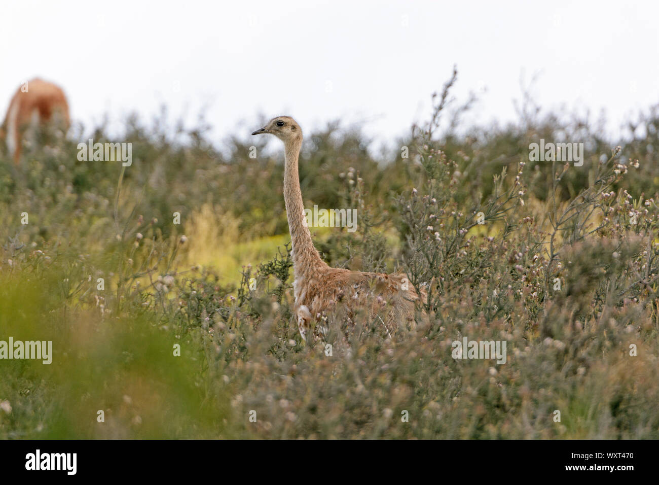 Rhea Patagonia High Resolution Stock Photography and Images - Alamy