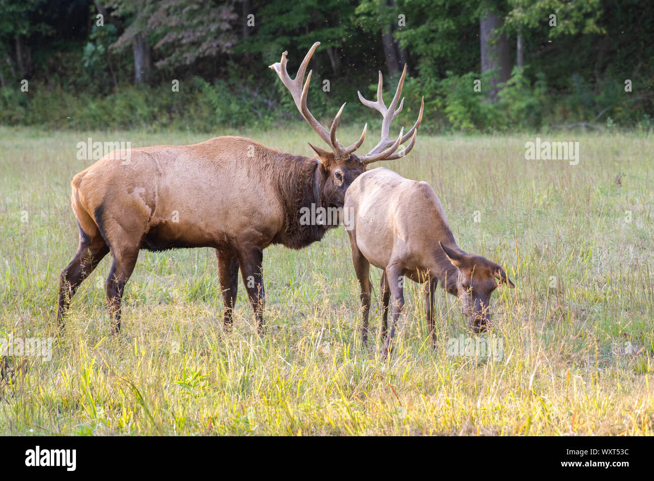Bull elk with cow elk hi-res stock photography and images - Alamy