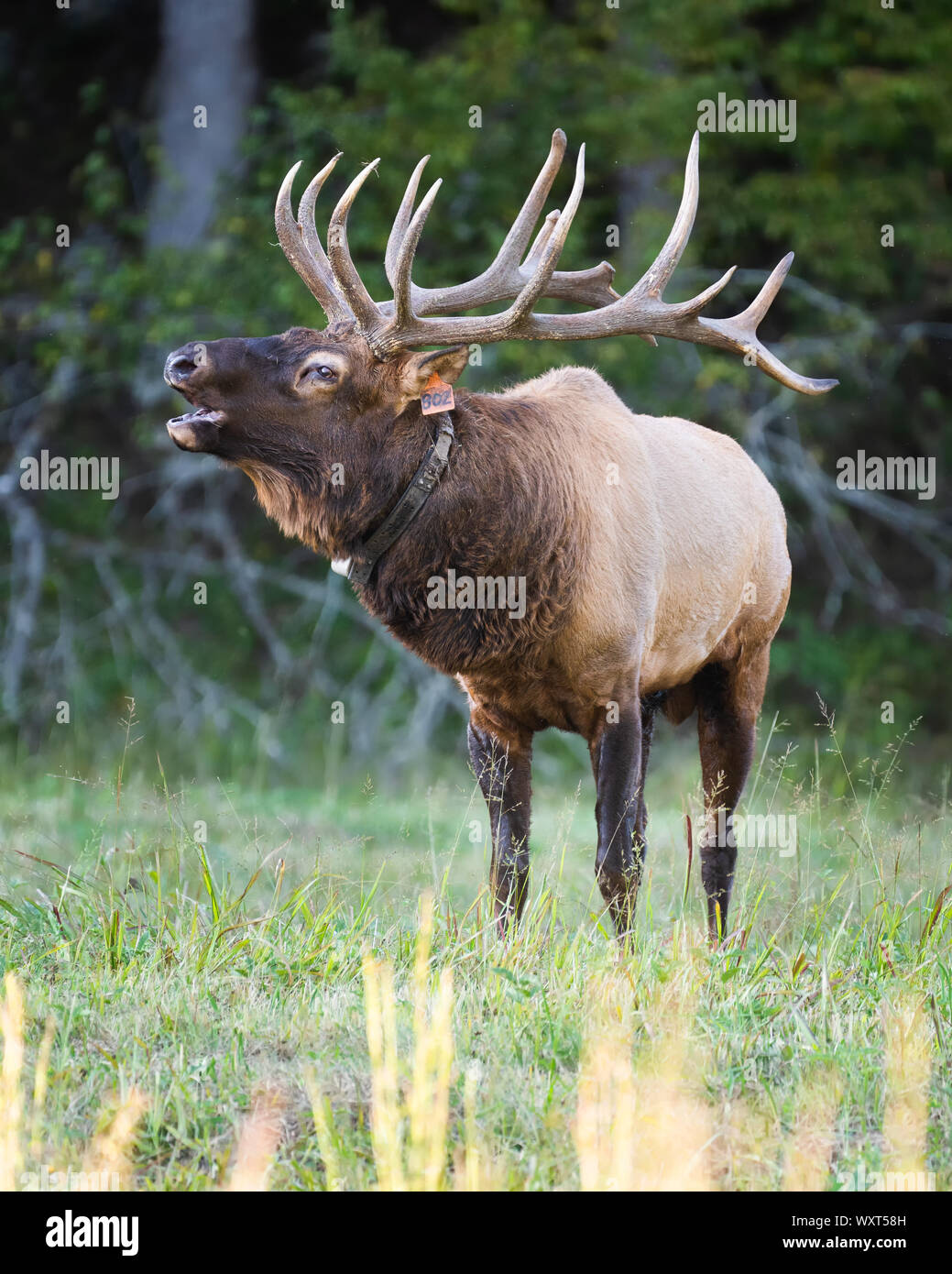 Rocky Mountain Elk Bugling Stock Photo - Alamy