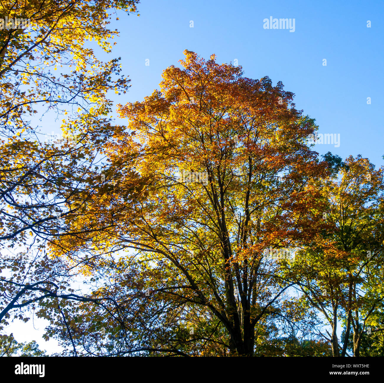 trees with full fall color foliage in autumn Stock Photo - Alamy