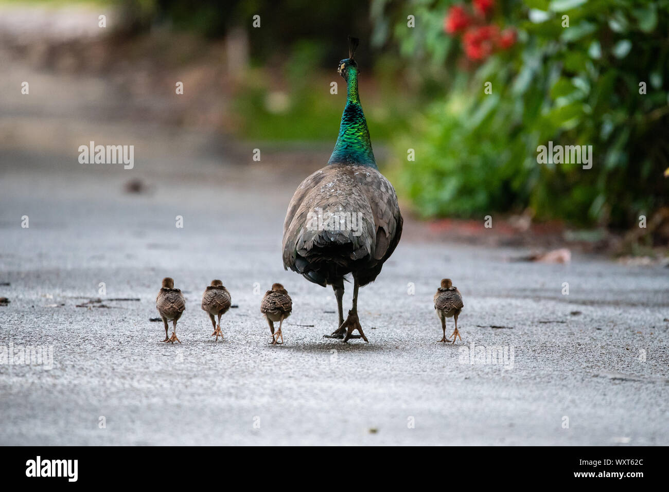 Mother Peacock with chicks Stock Photo - Alamy