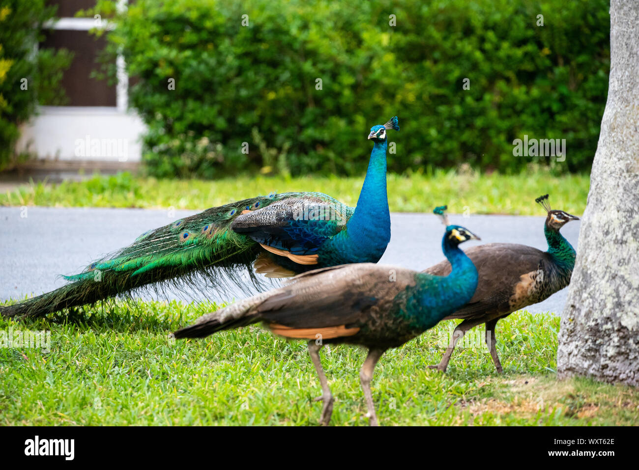 Peacock Vs Peahen