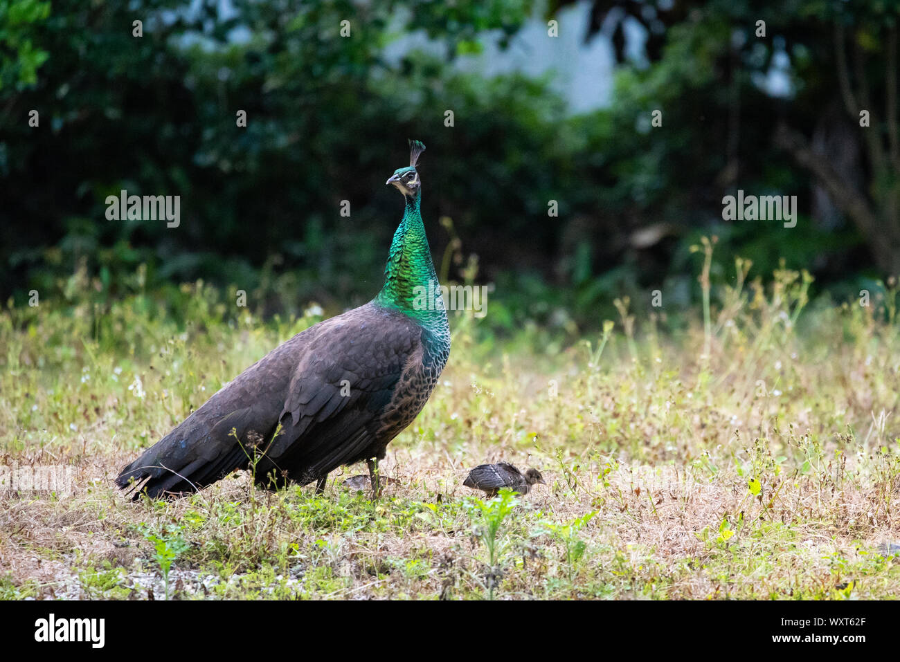 Mother peacock peahen chick hi-res stock photography and images - Alamy