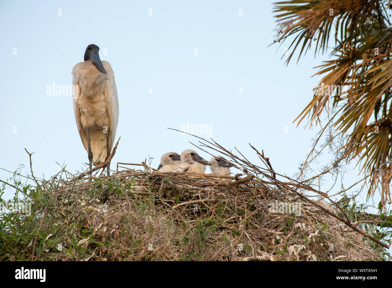 American stork hi-res stock photography and images - Alamy