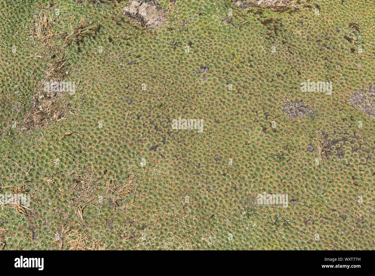 Yareta (Llareta) plants (Azorella compacta ) that grow above 3,000 ...