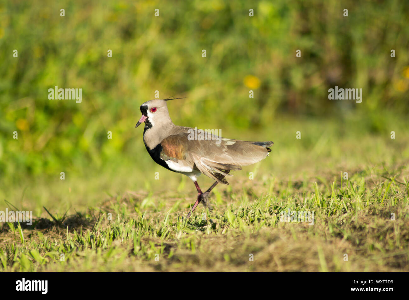 Tero bird hi-res stock photography and images - Alamy