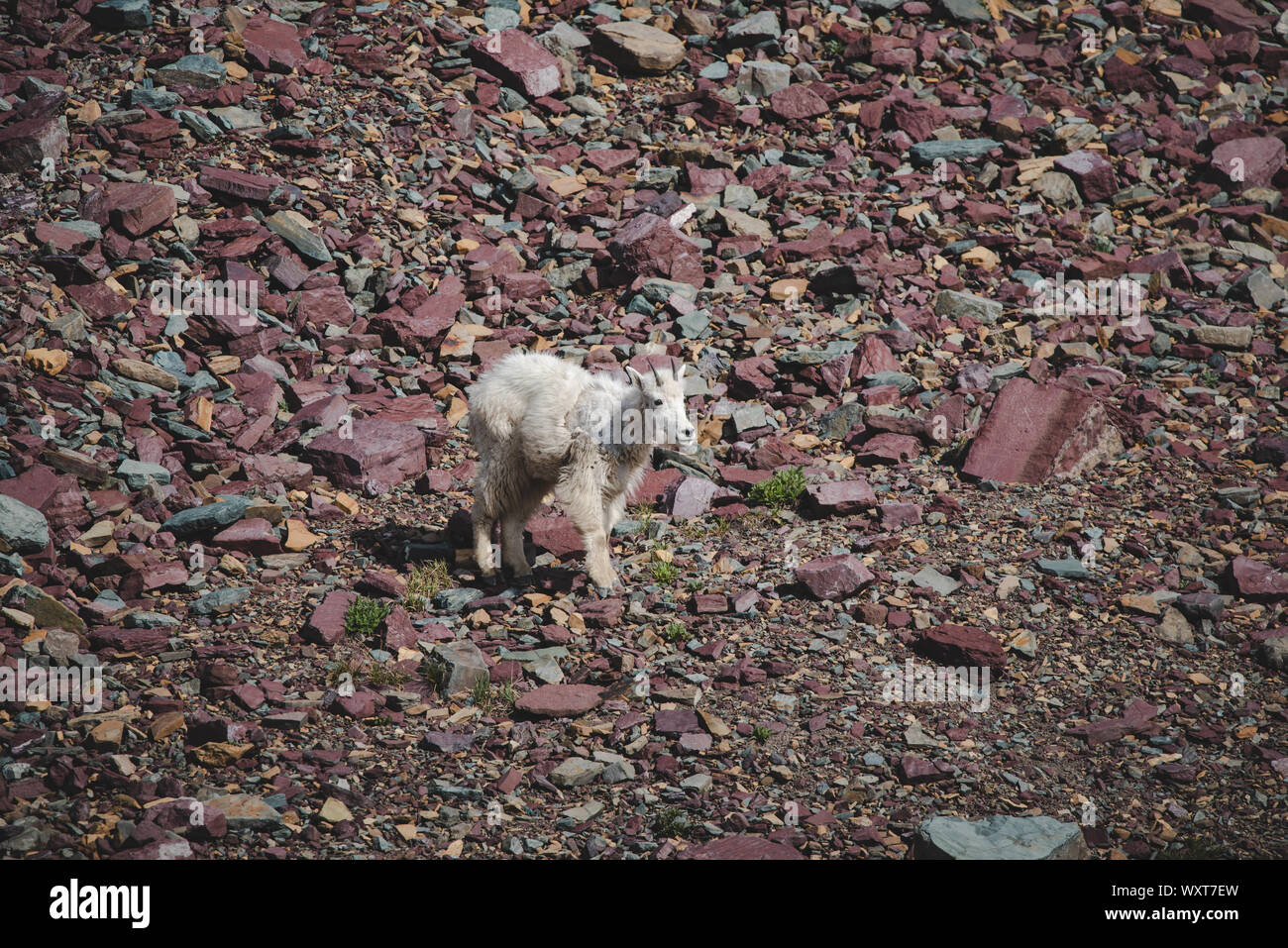 Mountain goat on rocky terrain Stock Photo - Alamy