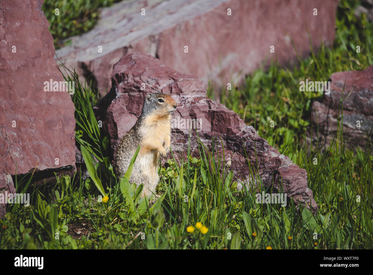 squirrel in sun Stock Photo - Alamy