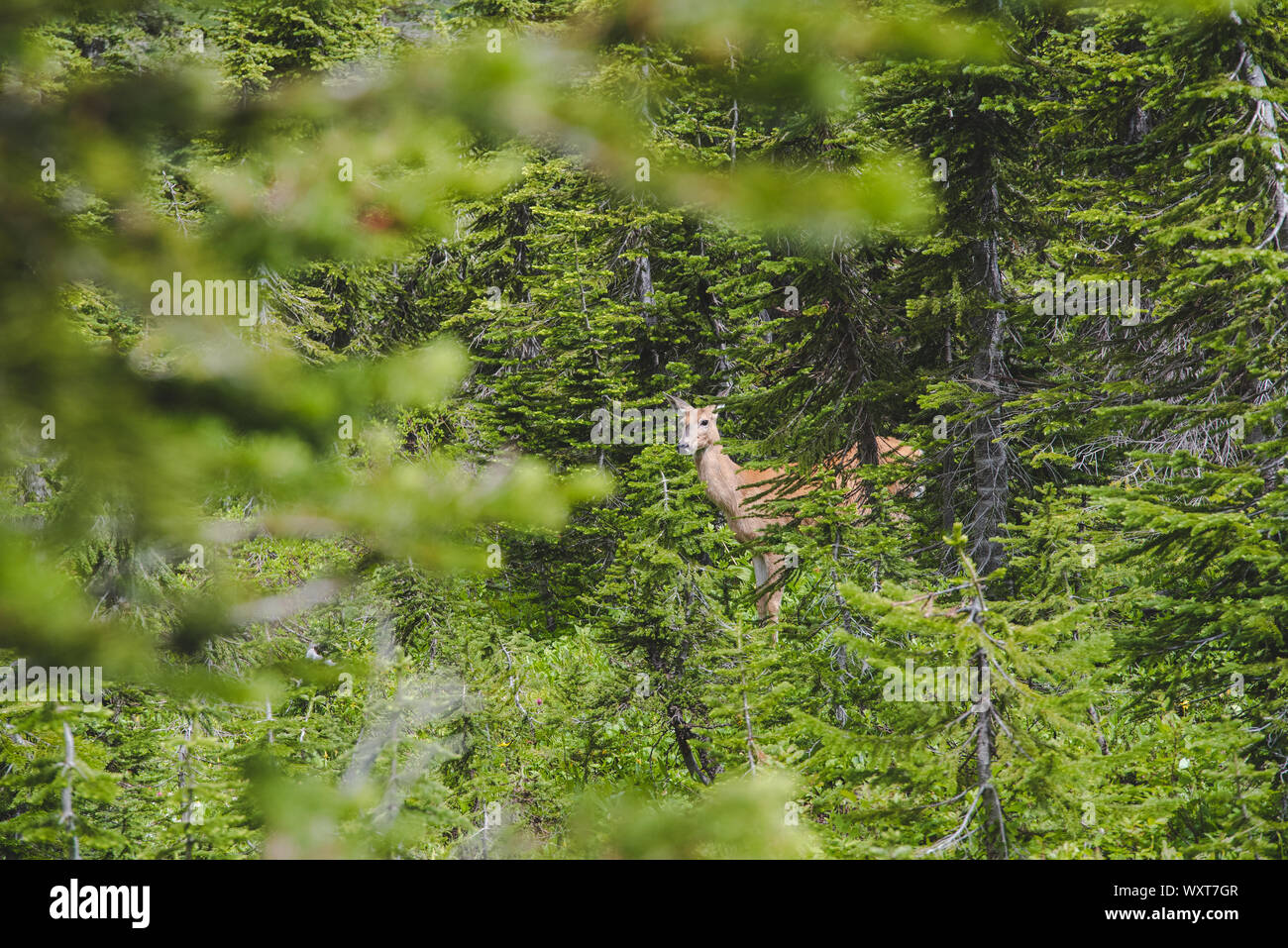 Hidden deer hi-res stock photography and images - Alamy
