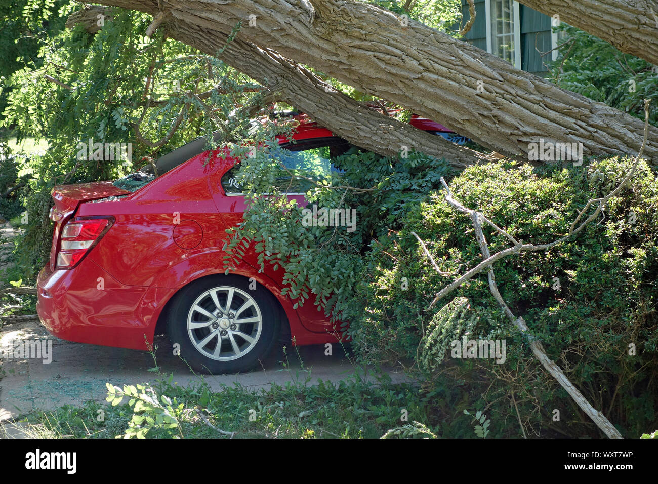 A tree that has fallen on a car due to hurricane Stock Photo - Alamy