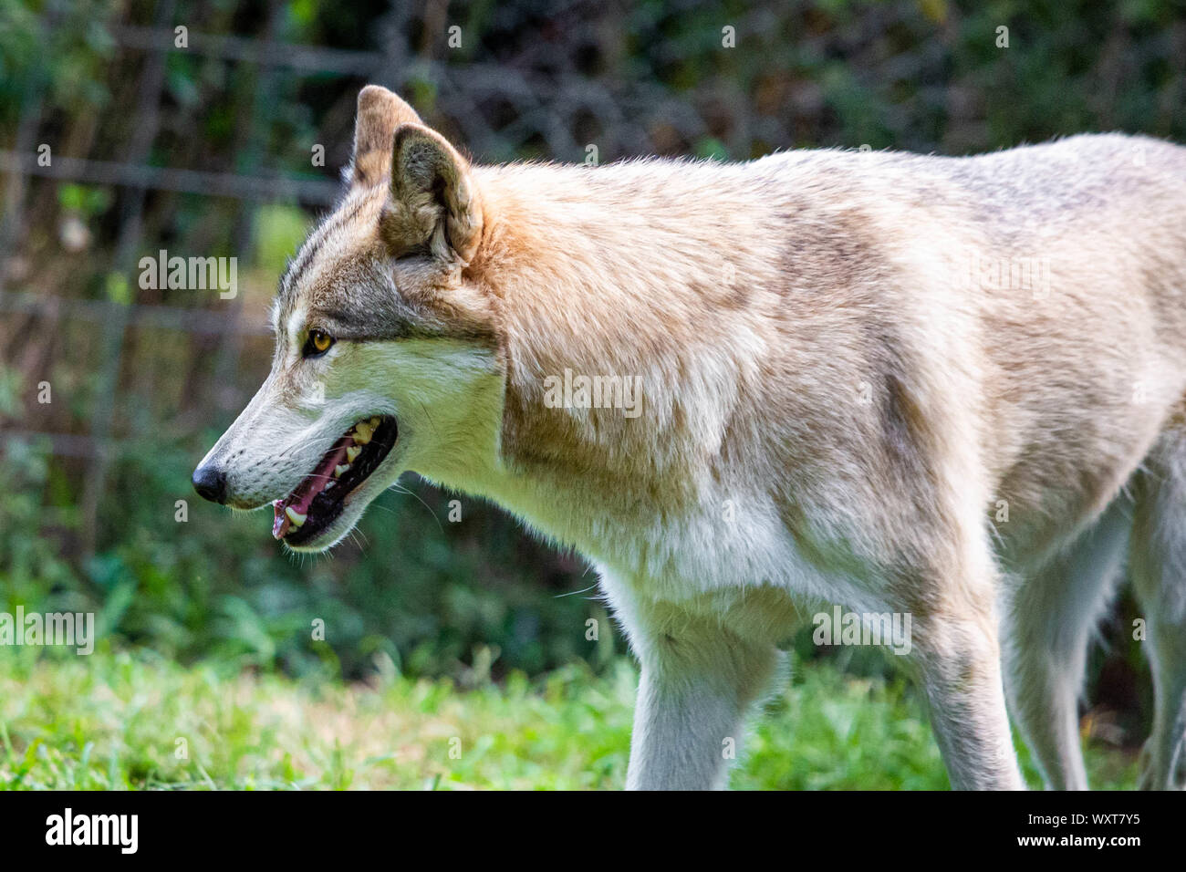 Alpha female wolf eyes hi-res stock photography and images - Alamy