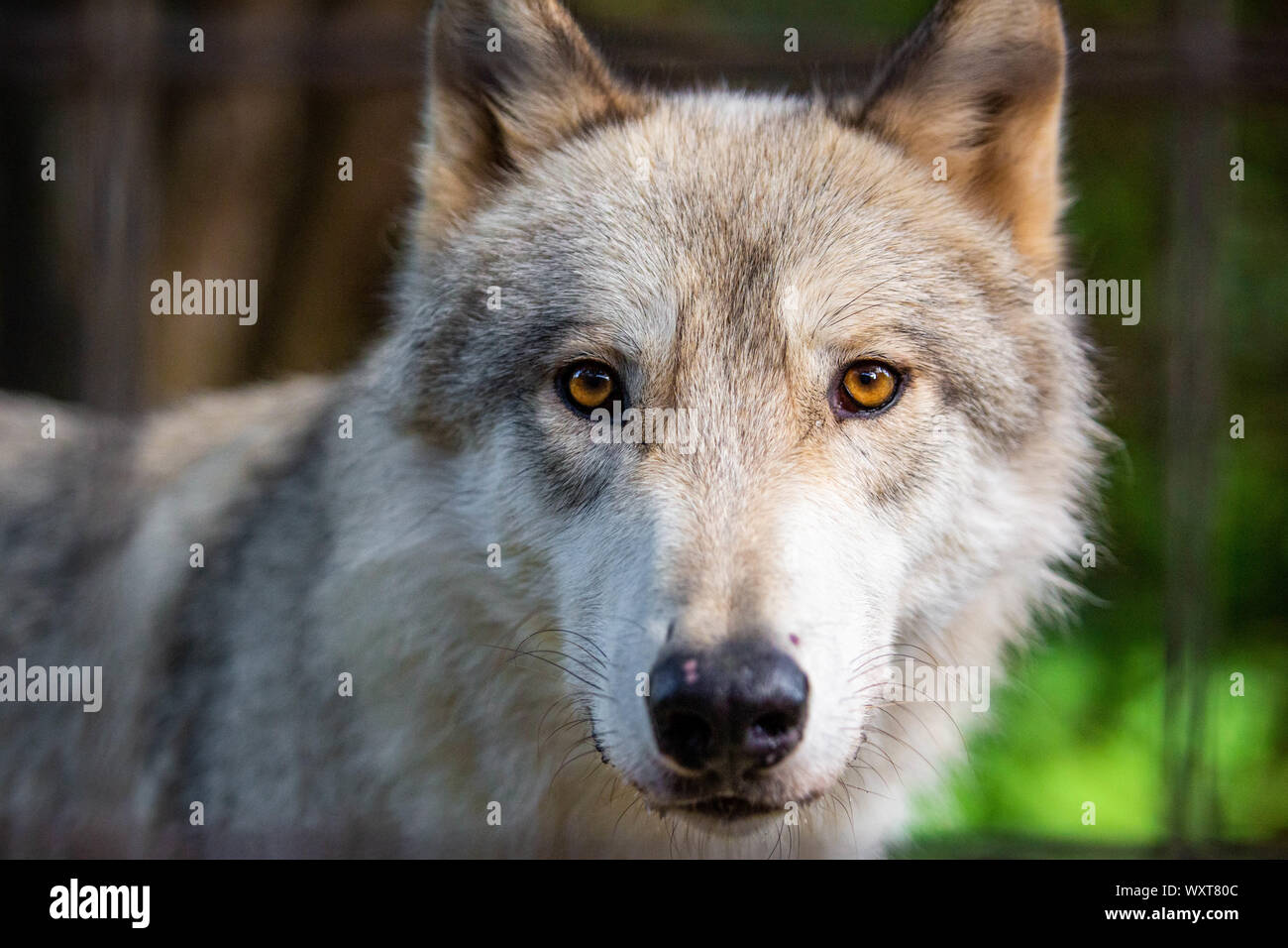 Single beautiful wild wolf outdoors at summer day free Stock Photo - Alamy