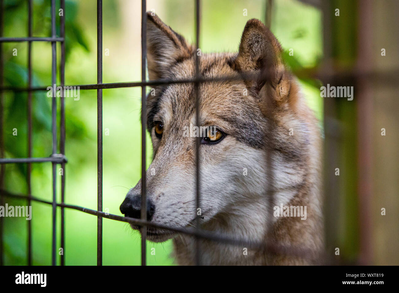 Sad Wolf