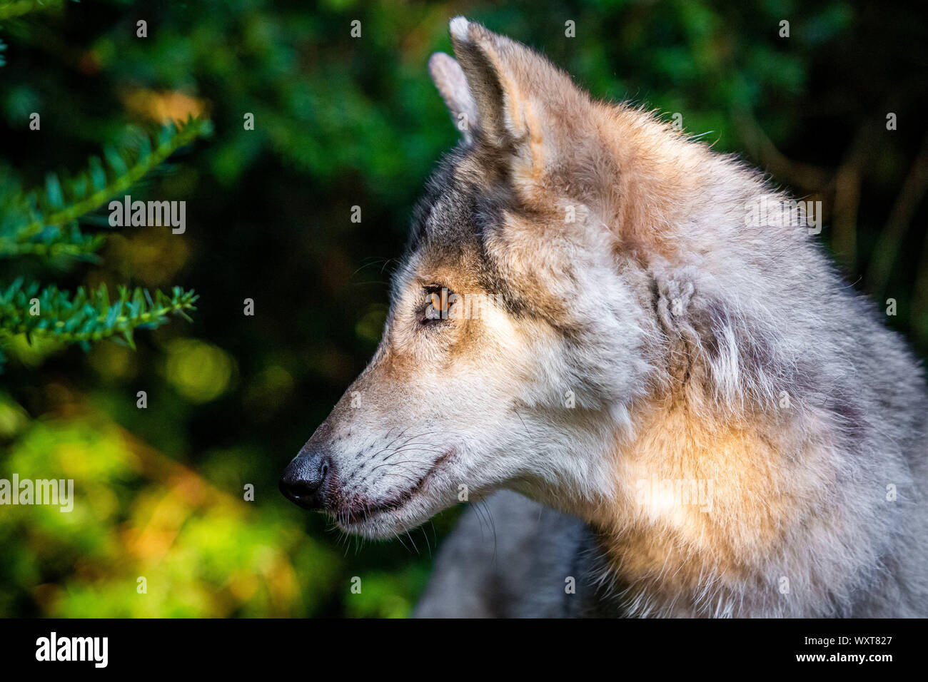 Alpha female wolf eyes hi-res stock photography and images - Alamy