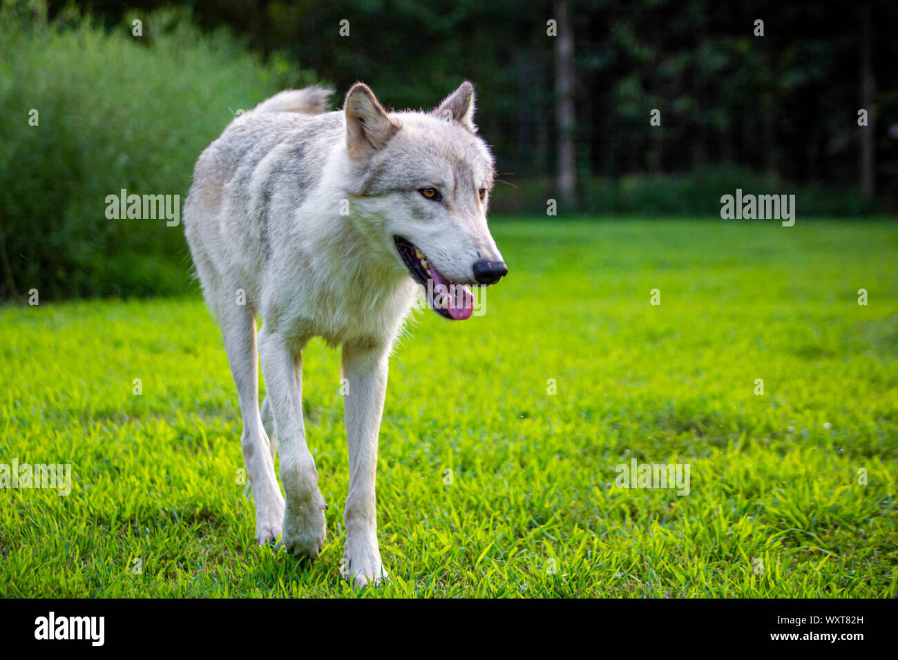 Alpha female wolf eyes hi-res stock photography and images - Alamy