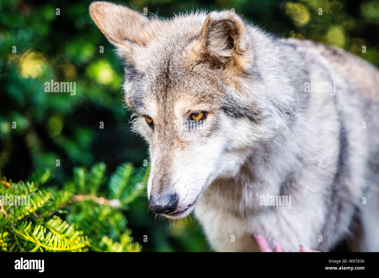 Alpha female grey timber wolf hi-res stock photography and images - Alamy