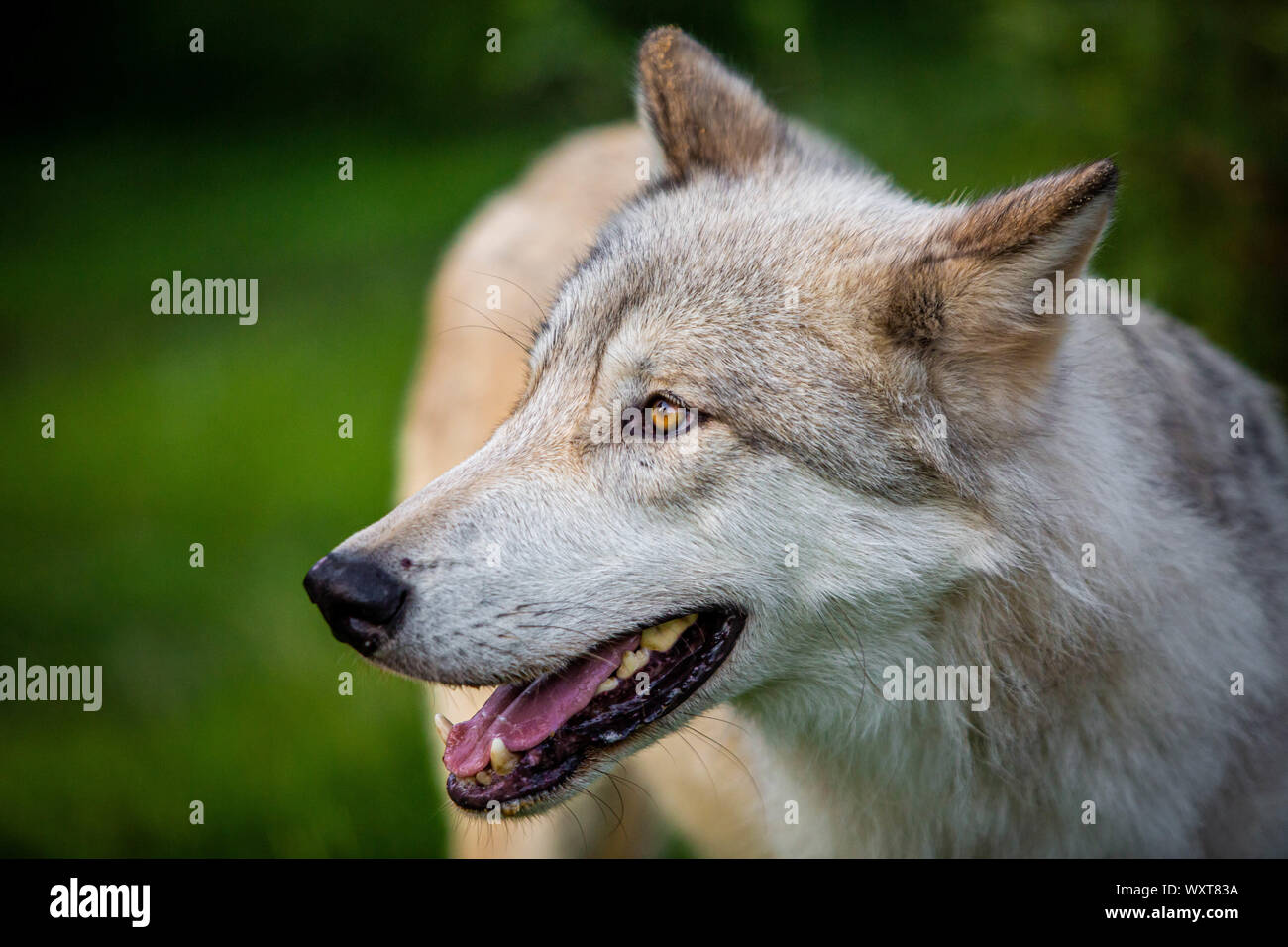 Single beautiful wild wolf outdoors at summer day free Stock Photo - Alamy