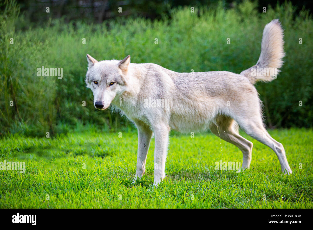 Beautiful dangerous grey wolf hi-res stock photography and images - Alamy
